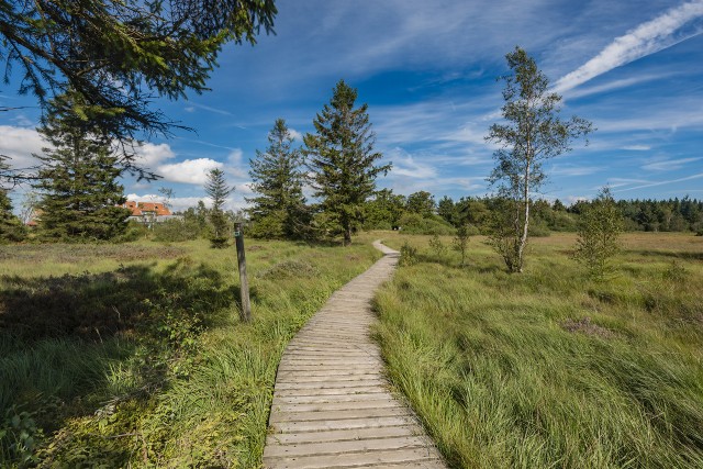 les fagnes en été | Les AQUARELLISTES FRANCOPHONES DE BELGIQUE